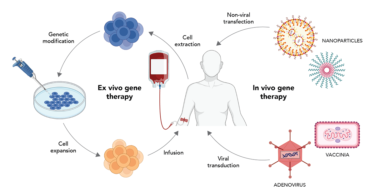 Enhancing AAV gene therapy: Insights from Bayer’s immunogenicity ...